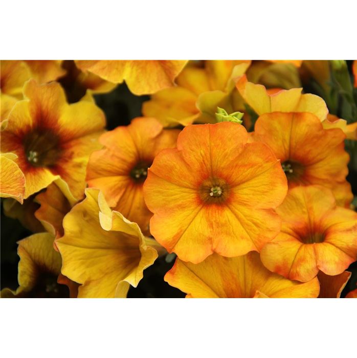 Hänge-Petunie 'Fortado® Special Mango', Petunia x atkinsiana