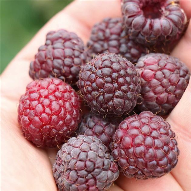 Himbeere Summer Lovers® 'Garden Purple', Rubus idaeus
