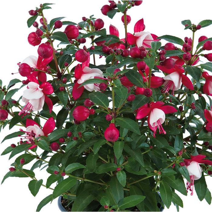 Feen-Fuchsie 'Fuchsita® Red-White', Fuchsia cultivars