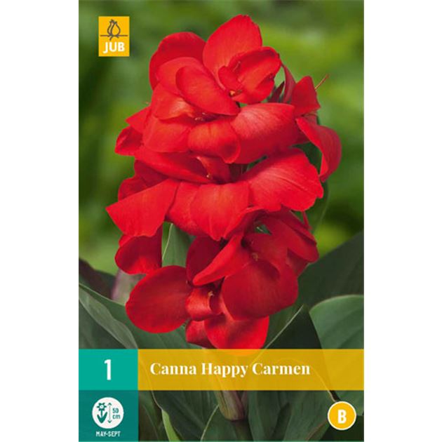Canna 'Happy Carmen', Dahlia hybrid