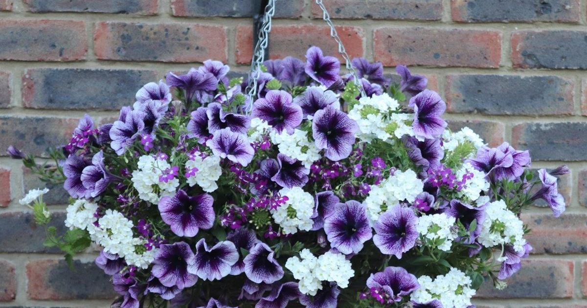 Blumenampel 'Palma Violet', Blumenmischungen / Flower Mix