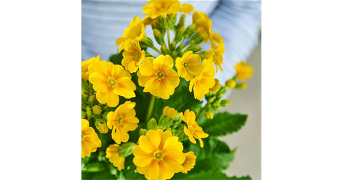 Schlüsselblume 'Solaris' Gold - Volmary - Die Pflanzenprofis