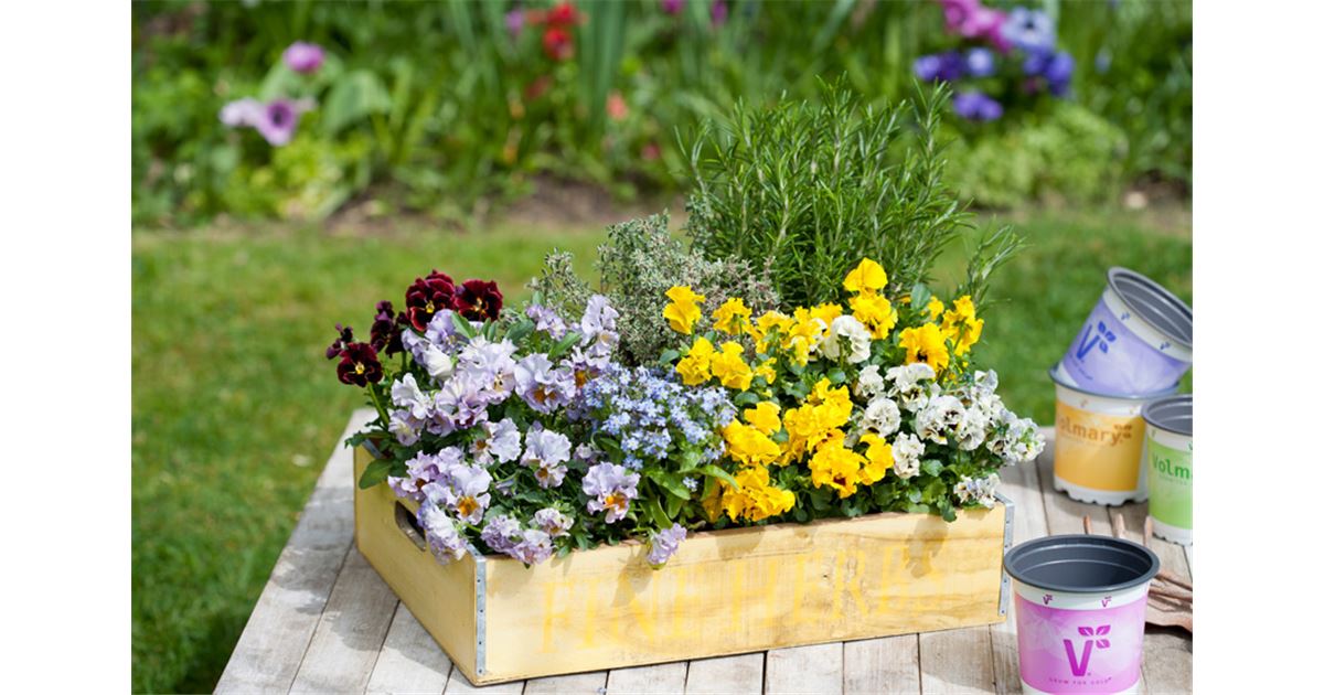 Edelveilchen Orchi - Volmary - Die Pflanzenprofis