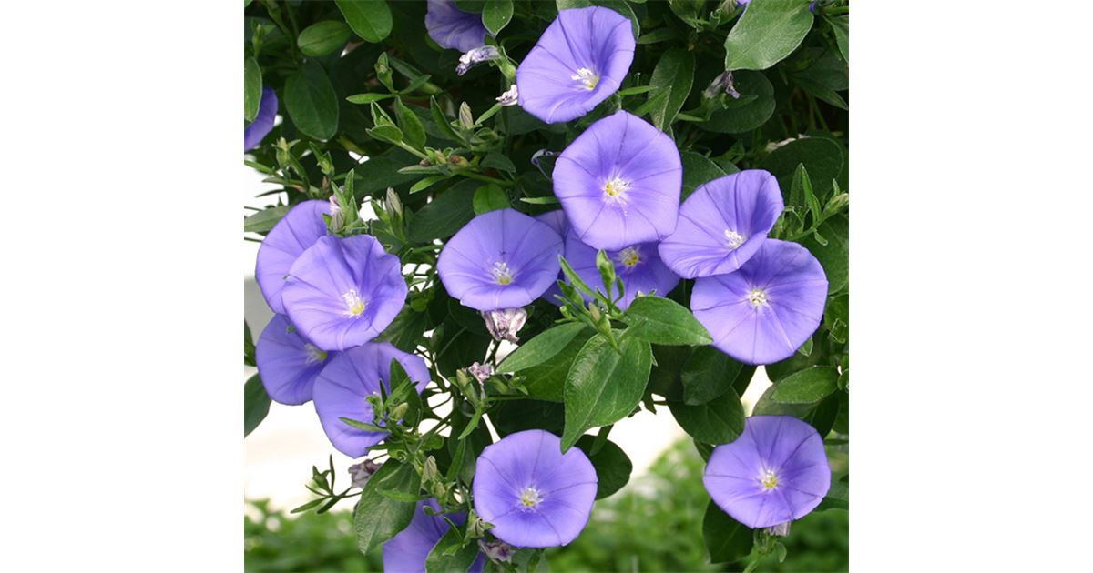 Blaue Mauritius - Volmary - Die Pflanzenprofis