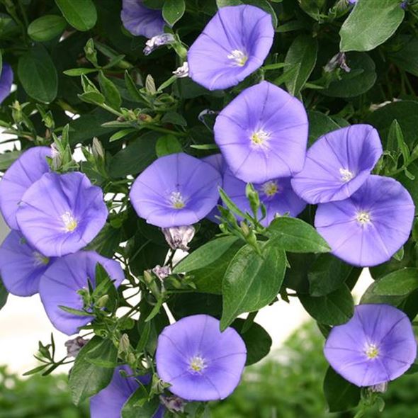 Blaue Mauritius Blume