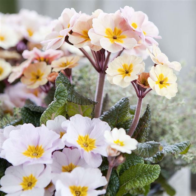 Eis-Primel 'Peach Melba', Primula elatior