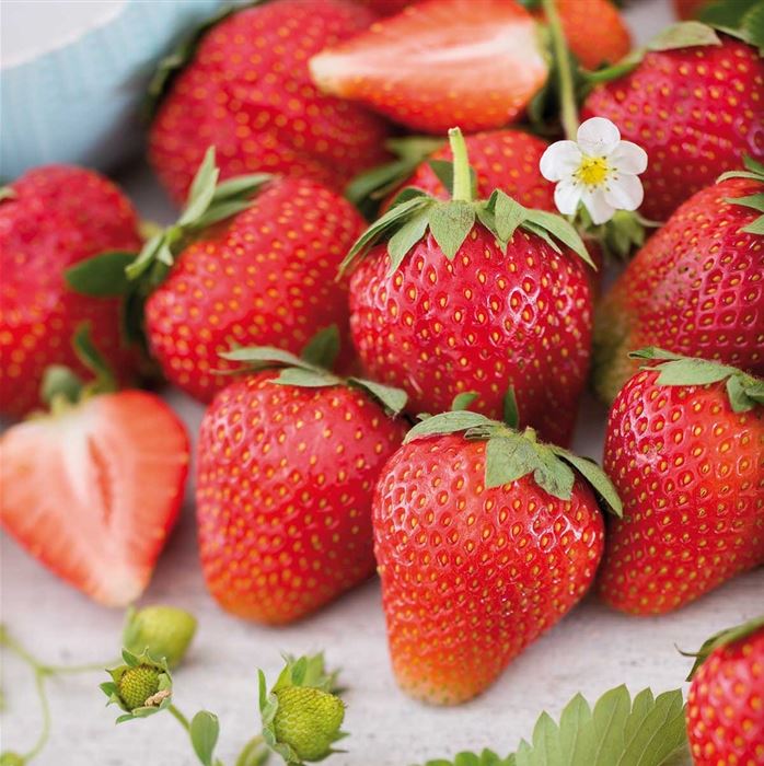 Aufrechte Erdbeere 'Delizz®', Fragaria x ananassa