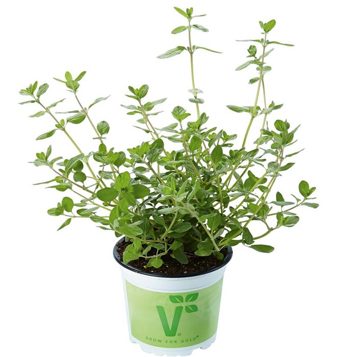 Italienischer Majoran 'Venezia', Majorana hortensis