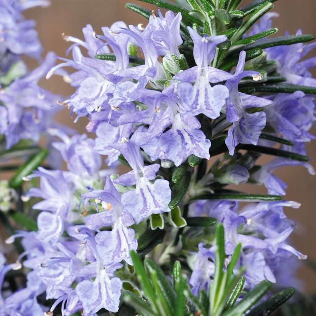 Faszinierend Blue Winter Rosmarin Bild