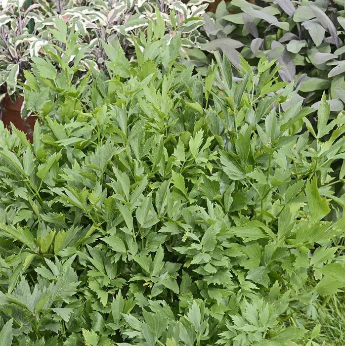 Liebstöckel Maggikraut 'Verino®', Levisticum officinale