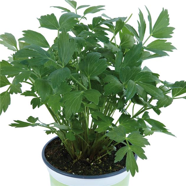 Liebstöckel Maggikraut 'Verino®', Levisticum officinale