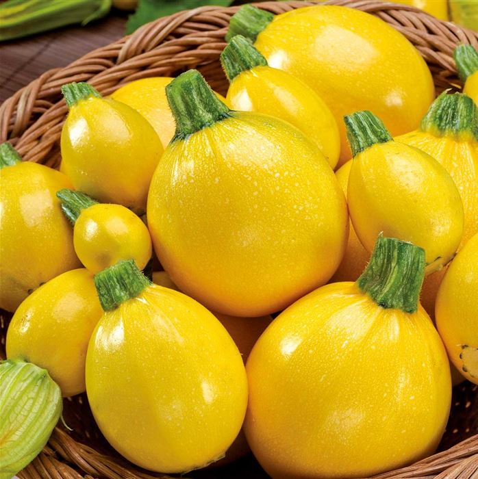 Runde Zucchini 'Floridor' F1, Cucurbita pepo