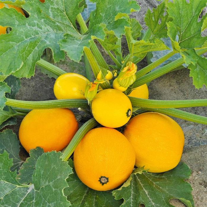 Runde Zucchini 'Floridor' F1, Cucurbita pepo