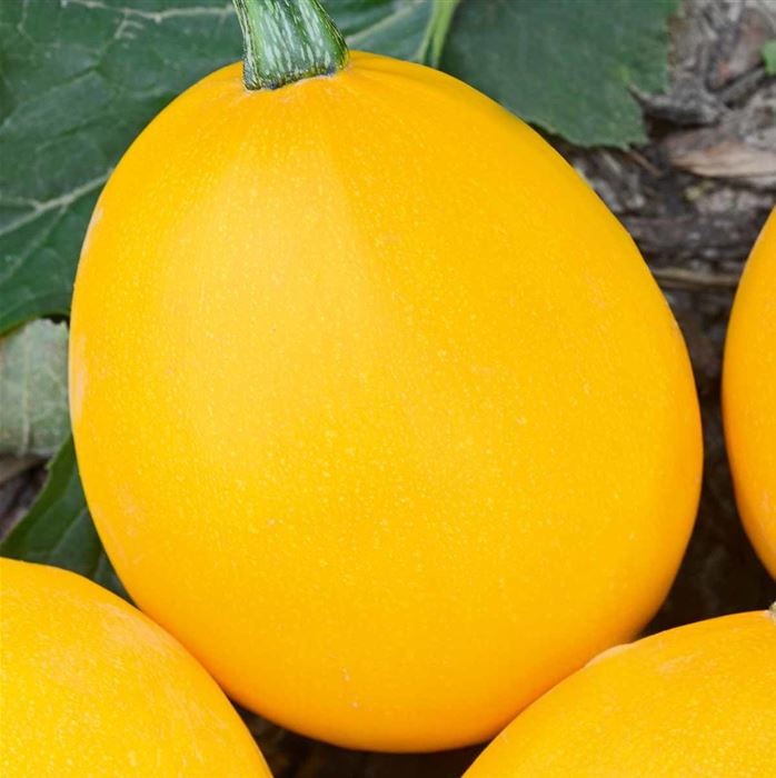 Runde Zucchini 'Floridor' F1, Cucurbita pepo