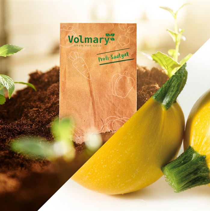 Runde Zucchini 'Floridor' F1, Cucurbita pepo