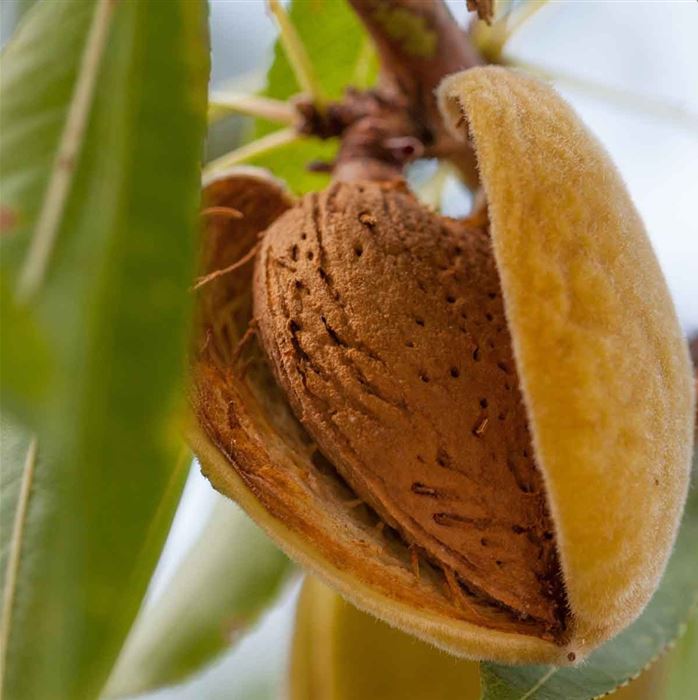 Mandel-Pflanze 'Nut Me® Almond', Prunus dulcis