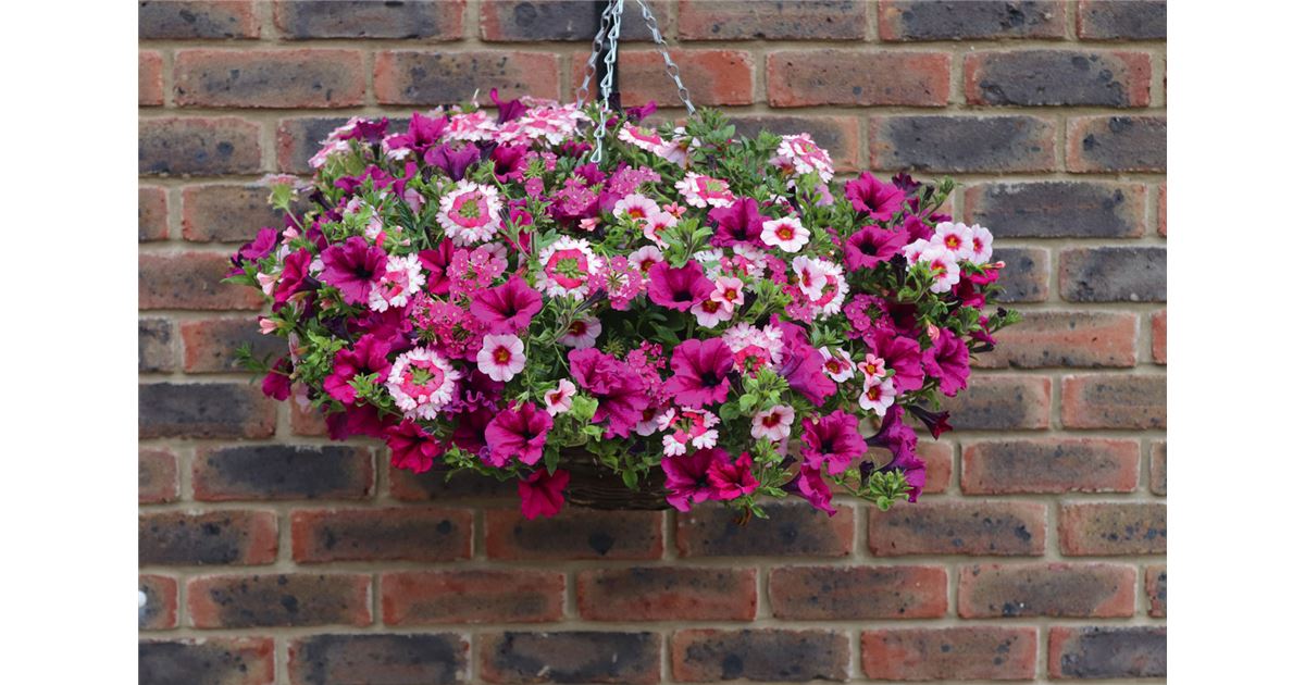 Hänge-Ampel-Mix 'Rosa-Pink', Blumenmischungen / Flower Mix