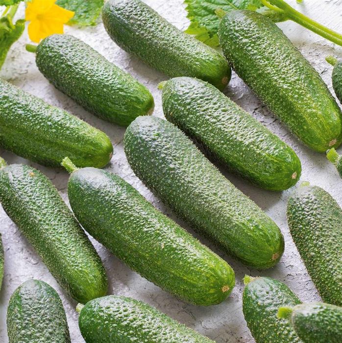Mini-Knackgurke 'Corentine' F1, Cucumis sativus