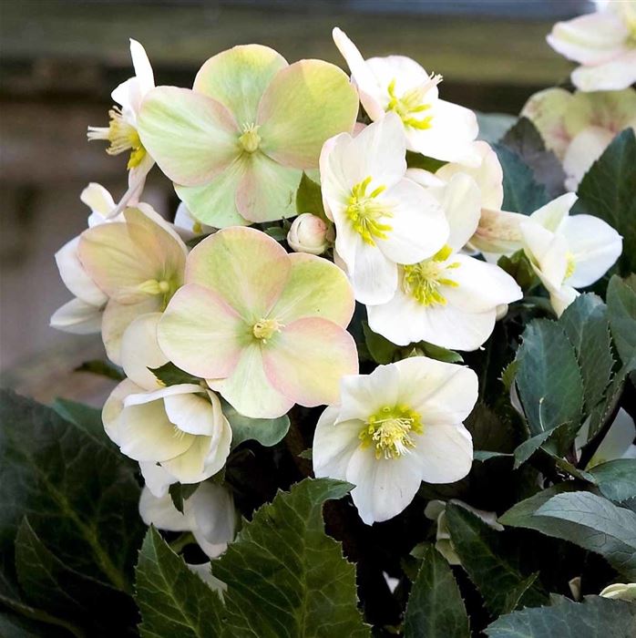 Schneerose HGC® 'Shooting Star®', Helleborus x ericsmithii
