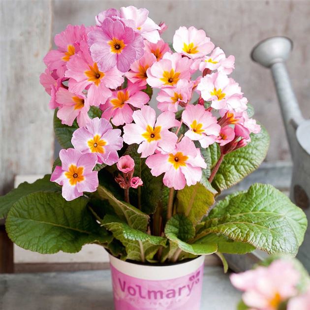 Wald-Primel 'Sylvita Lavender Pink', Primula elatior