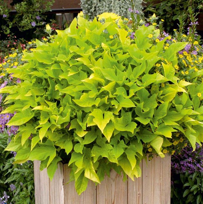 Zier-Süßkartoffel 'Papas® Light Green', Ipomoea batatas