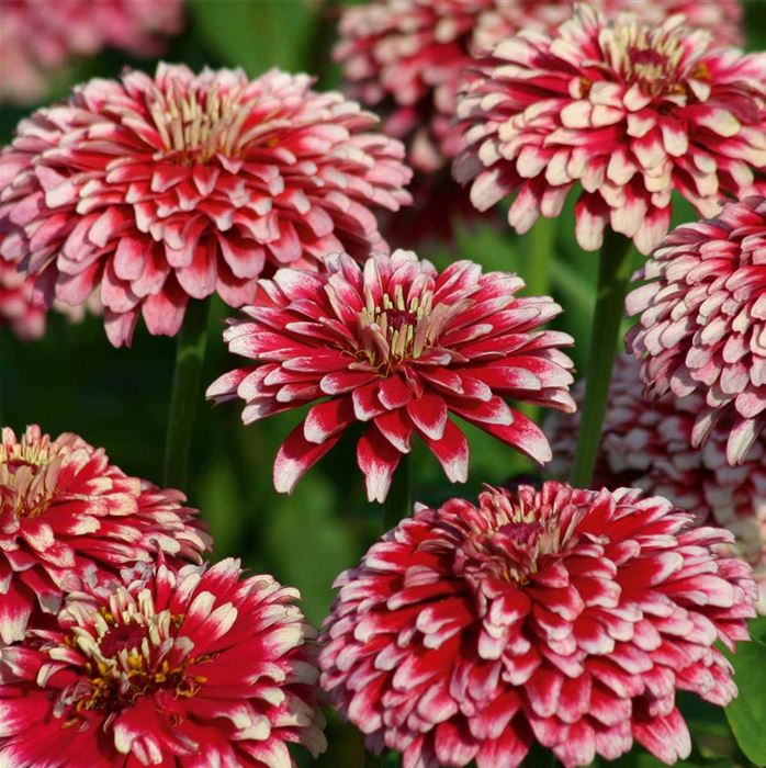 Zinnie 'Flamenco', Zinnia elegans