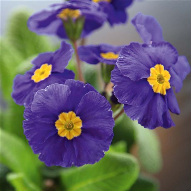 Stängel-Primel 'Inara® Blue', Primula elatior