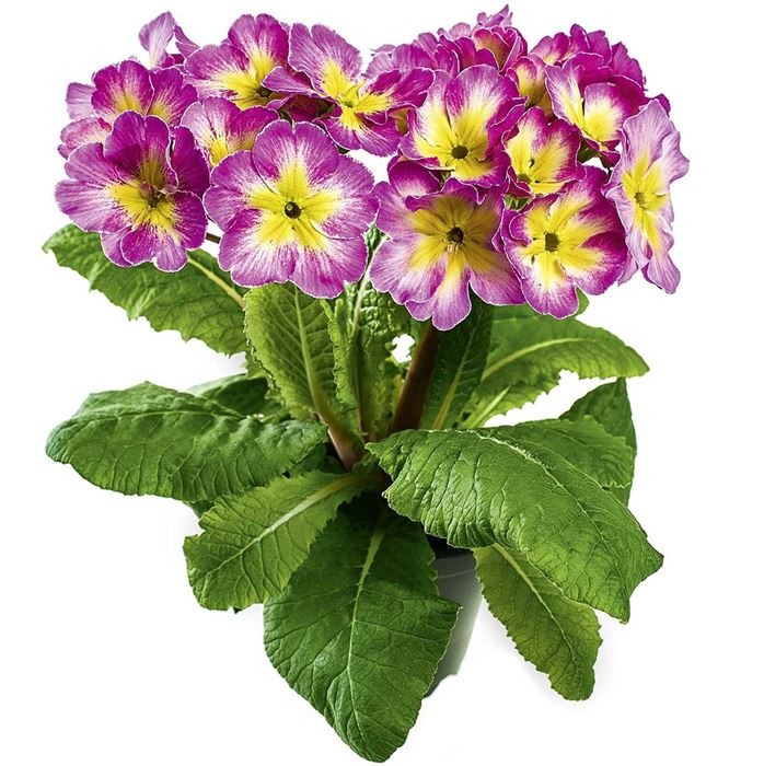 Stängel-Primel 'Inara® Candy Rose', Primula elatior