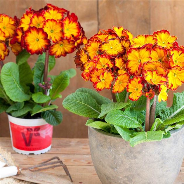 Stängel-Primel 'Inara® Flame', Primula elatior