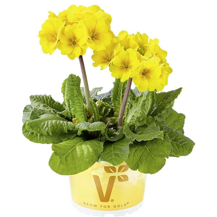 Stängel-Primel 'Inara® Gold', Primula elatior
