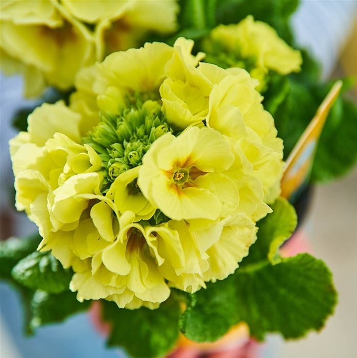 Stängel-Primel 'Inara® Lime', Primula elatior