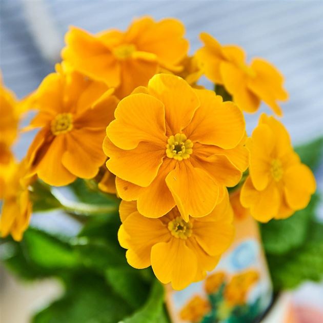 Stängel-Primel 'Inara® Orange', Primula elatior