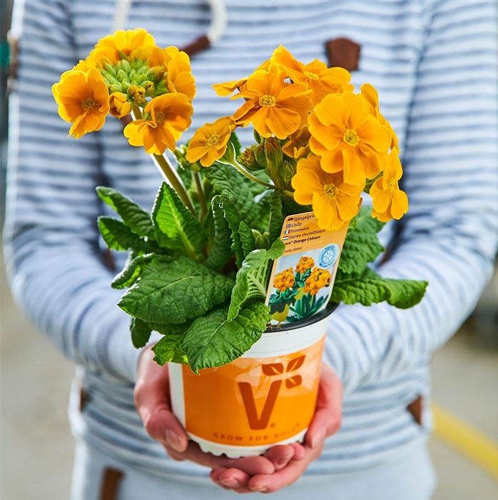 Stängel-Primel 'Inara® Orange', Primula elatior