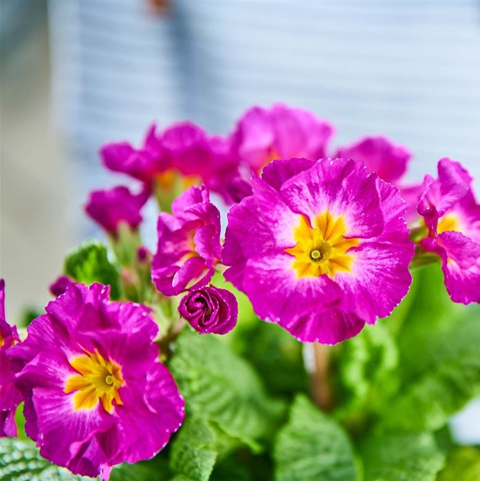Stängel-Primel 'Inara® Purple Bicolor', Primula elatior