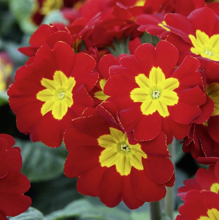 Stängel-Primel 'Inara® Scarlet', Primula elatior