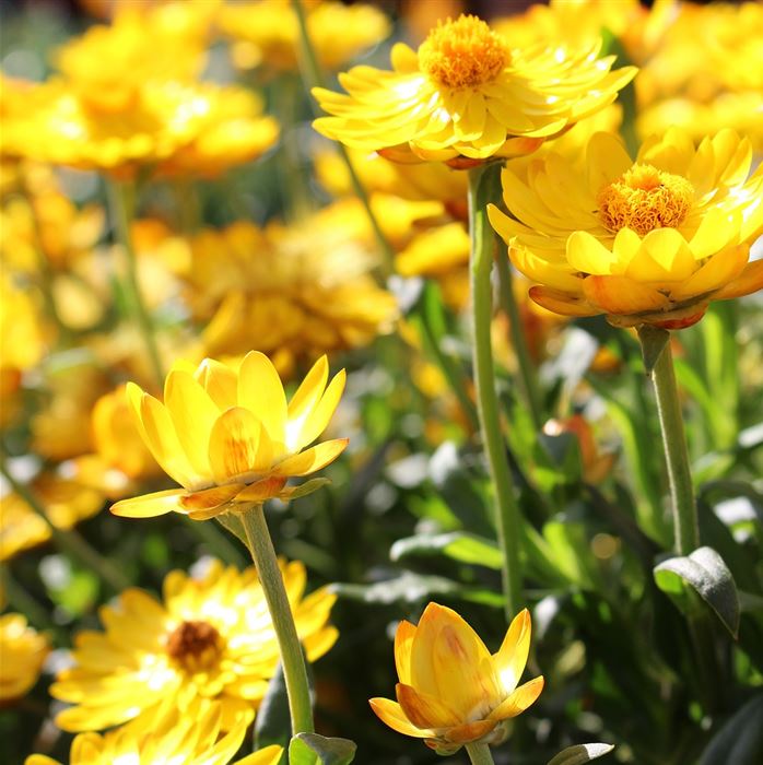 Strohblume 'Nevada Gold', Helichrysum bracteatum