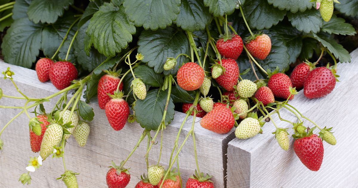 Erdbeeren pflanzen & pflegen - Tipps für eine reiche Ernte