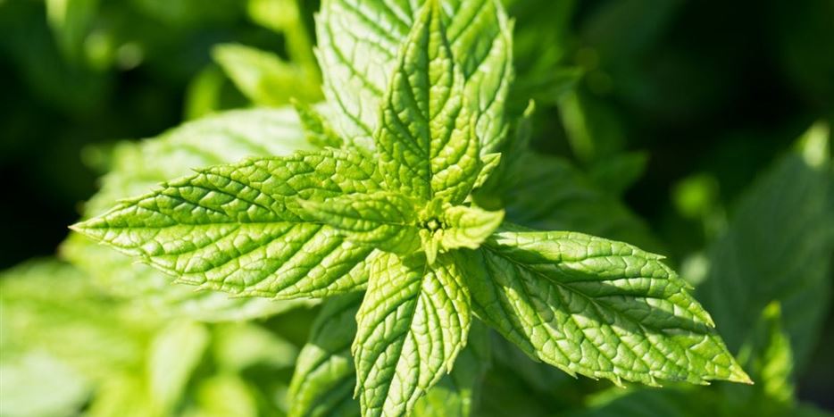 Minzsorten in der Übersicht – Minze ist nicht gleich Minze