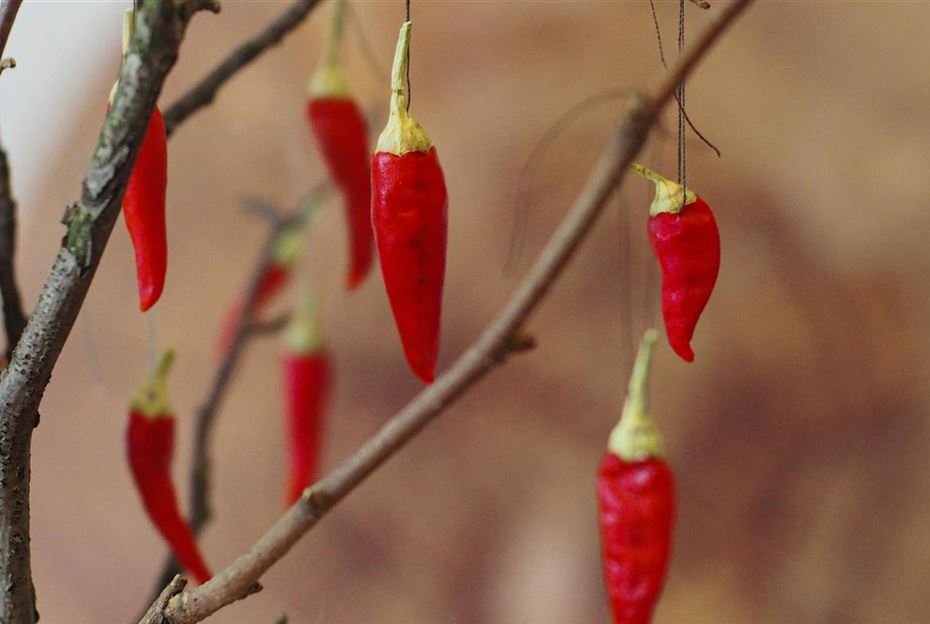 Rezept für Chiliöl mit getrockneten Chilis und Kräutern
