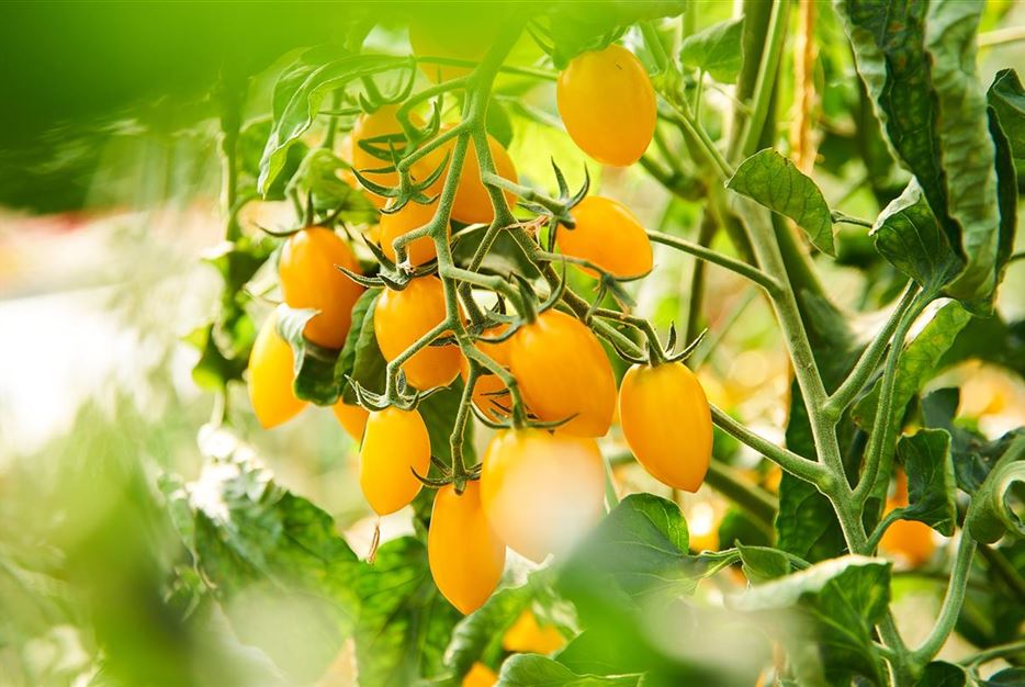 Spannende Tomaten Werden Gelb Fotos