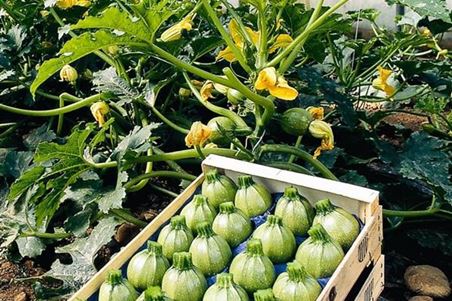 Zucchini pflanzen und pflegen