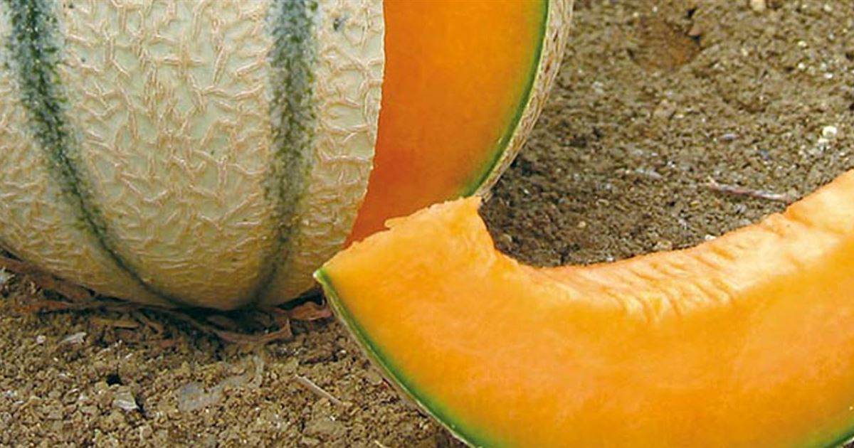 Zuckermelonen pflanzen und pflegen