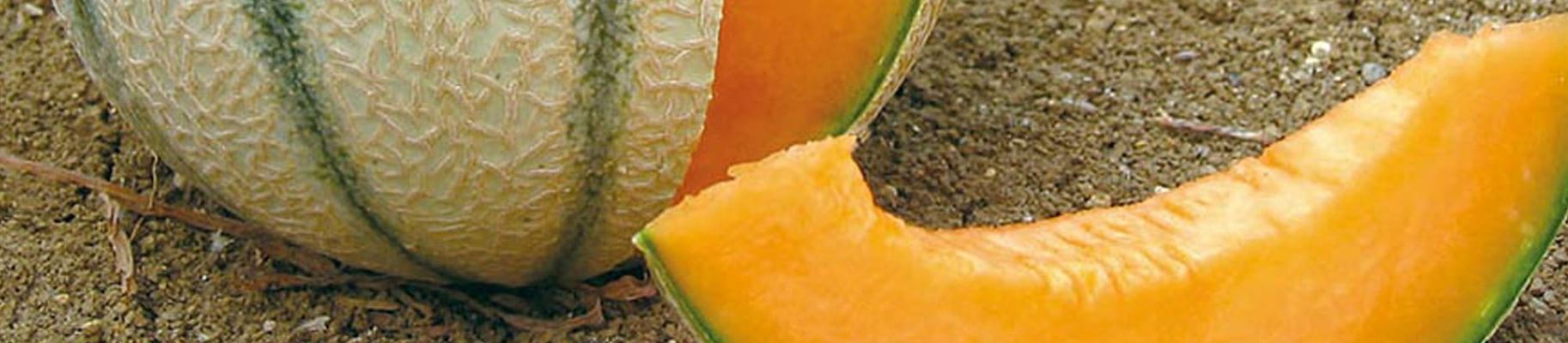 Zuckermelonen pflanzen und pflegen