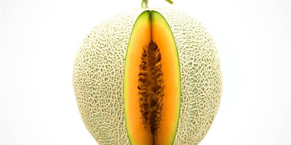 Zuckermelonen pflanzen und pflegen