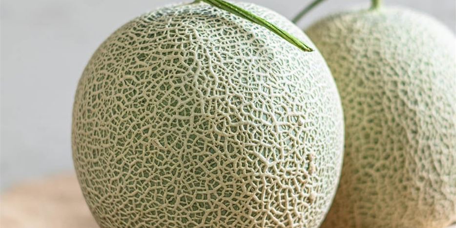 Zuckermelonen pflanzen und pflegen