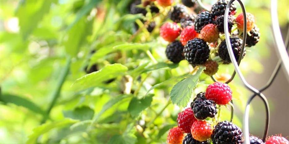 Brombeeren pflanzen und pflegen