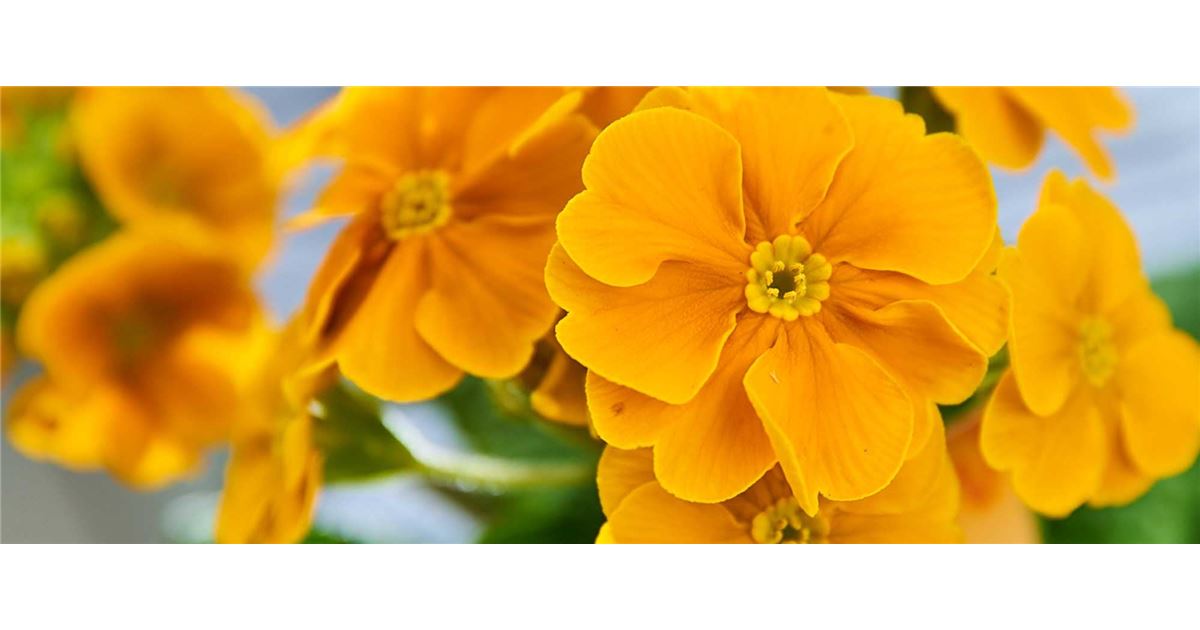 Primeln pflanzen und pflegen