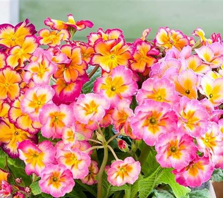 Primeln pflanzen und pflegen