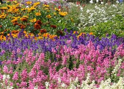 Garten-Tipps - Volmary - Die Pflanzenprofis