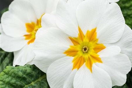 Primeln pflanzen und pflegen